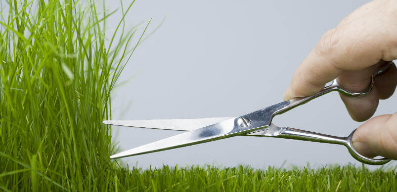 7 Fun & Effective Ways To Cut Grass Without A Lawnmower – How Does Your ...