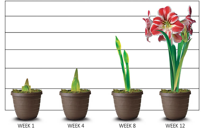 Hack The Amaryllis Life Cycle. Using Amaryllis Growth Stages – How Does ... Hack The Amaryllis Life Cycle. Using Amaryllis Growth Stages – How Does ...