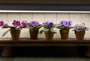 The Ultimate Guide To African Violet Light Requirements – How Does Your ...