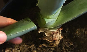 The Ultimate Guide To Cutting Aloe Plants – How Does Your Garden Mow