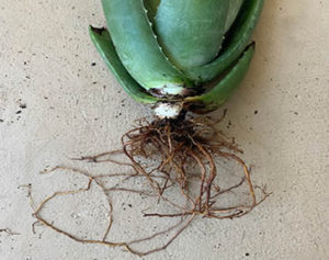 Aloe Vera Root Rot. Causes & Simple Cure – How Does Your Garden Mow