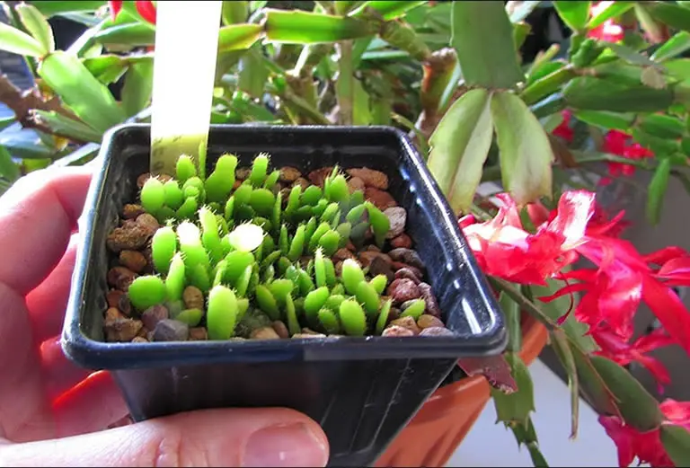 How To Grow Christmas Cactus Easily. 9 Essential Tips – How Does Your ...