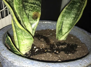 Snake Plant Leaves Curling: 6 Causes and Cures – How Does Your Garden Mow