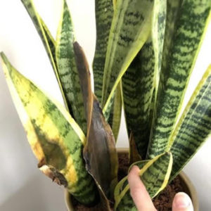 Snake Plant Leaves Curling: 6 Causes and Cures – How Does Your Garden Mow
