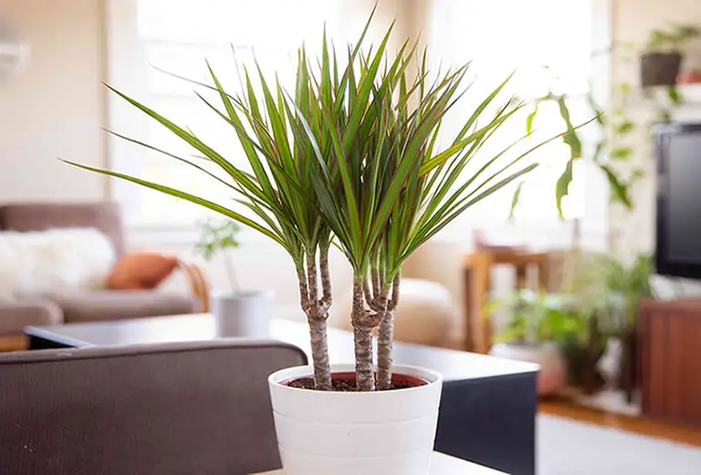 6 Things You Never Knew About Dracaena Plants – How Does Your Garden Mow