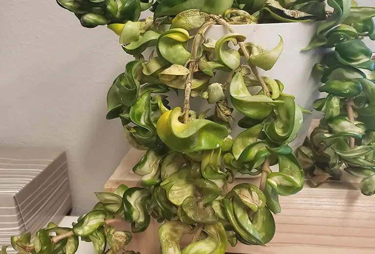 Common Hindu Rope Plant Problems & Their Fixes – How Does Your Garden Mow