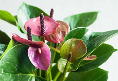 Anthurium Care Guide. Types, Problems & Care Routines – How Does Your ...
