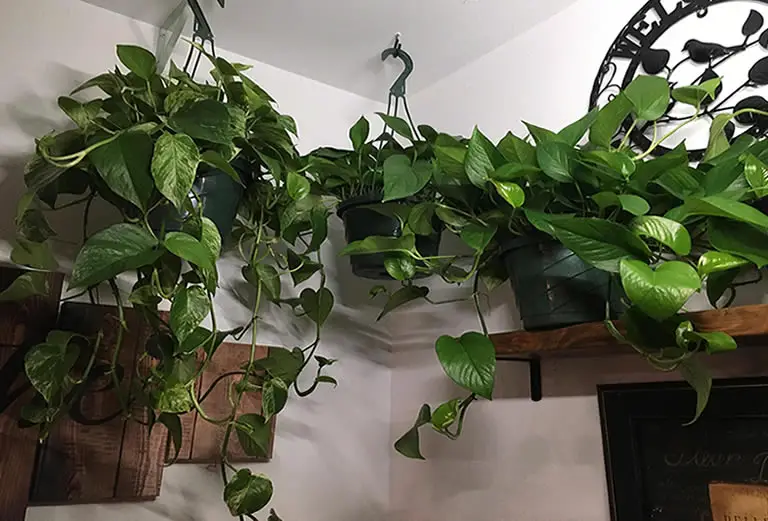 How To Grow Pothos Faster Even When It’s Not Growing – How Does Your ...