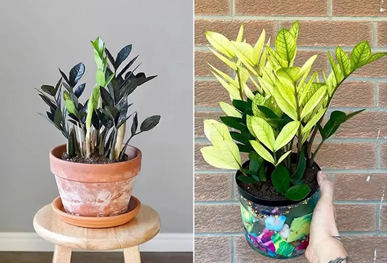 10 Common ZZ Plant Problems & Their Fixes – How Does Your Garden Mow