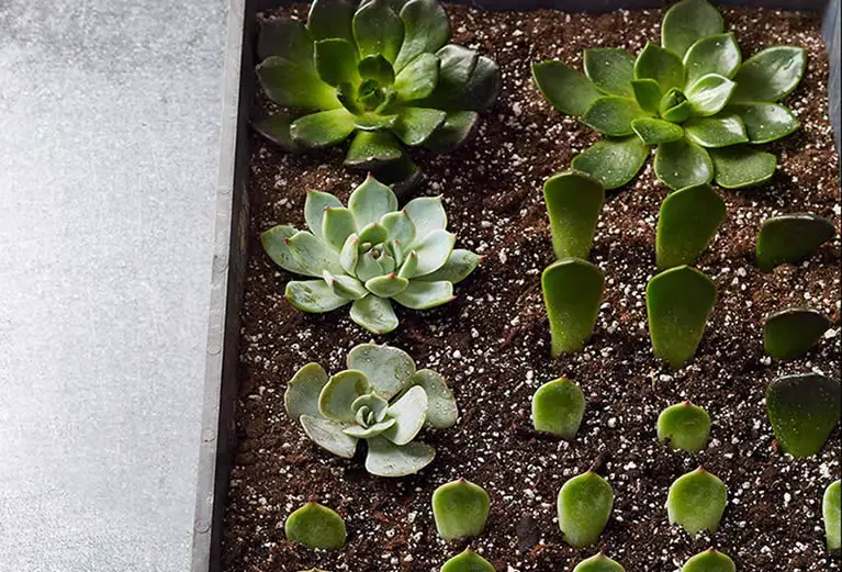 How To Propagate Succulents From Leaf, Stem & Offset – How Does Your ...